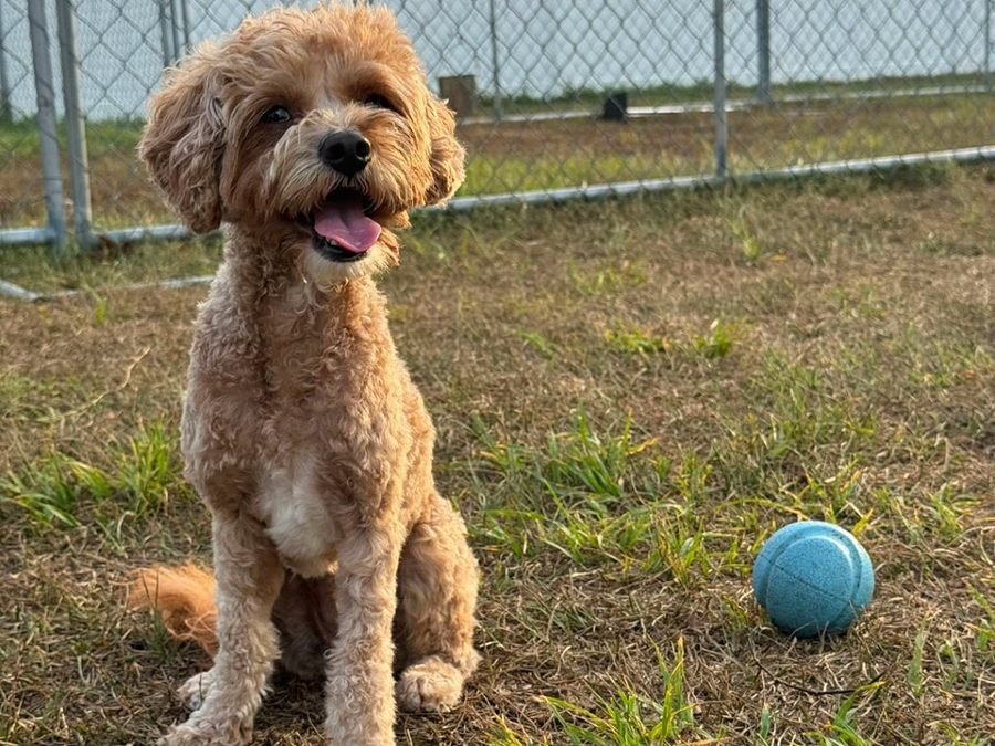 How to Train Two Dogs at Once: Effective Strategies for Successful Dual ...